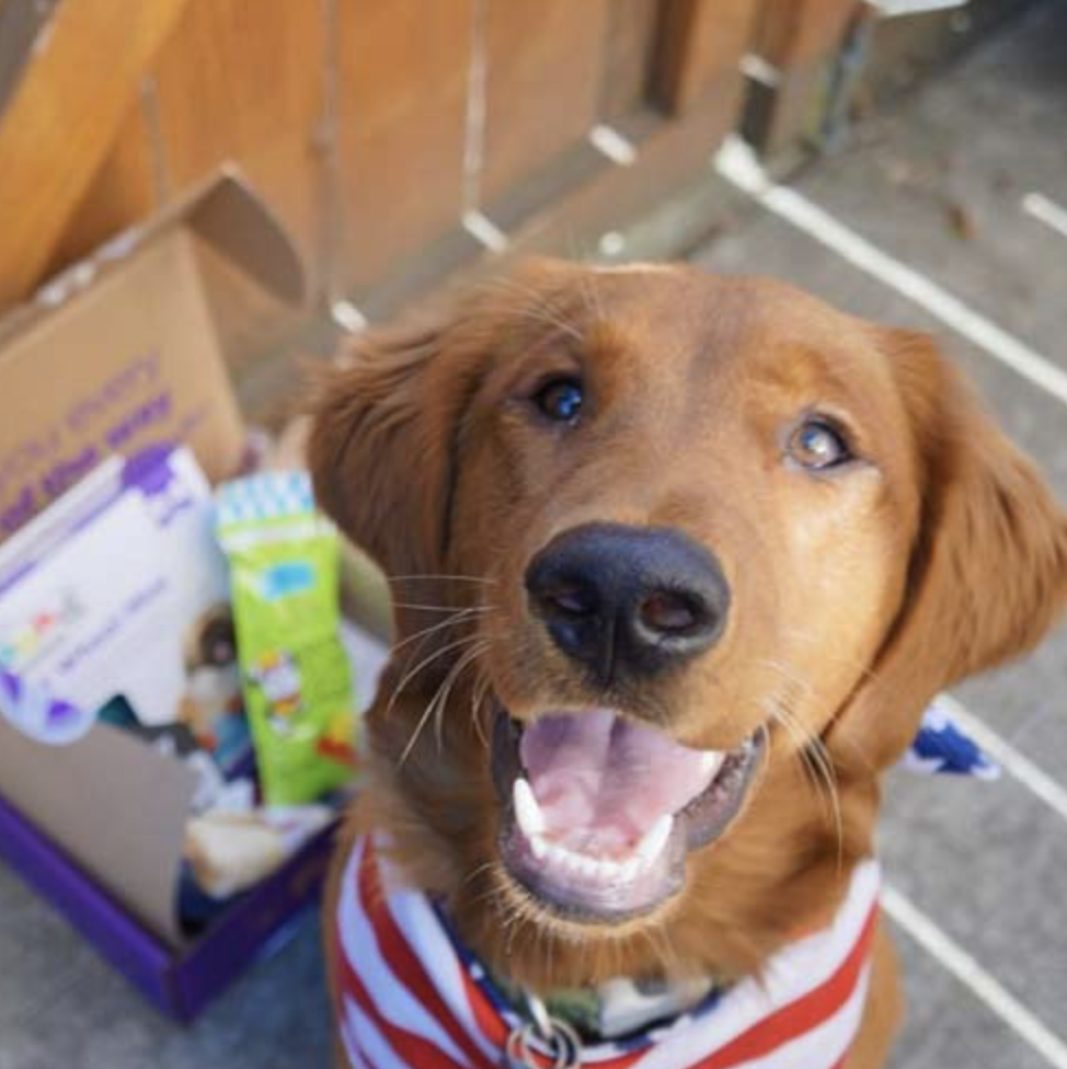 Paws and Reflect: Why Every Fur Parent Needs a Pup Box Now | Critic's ...