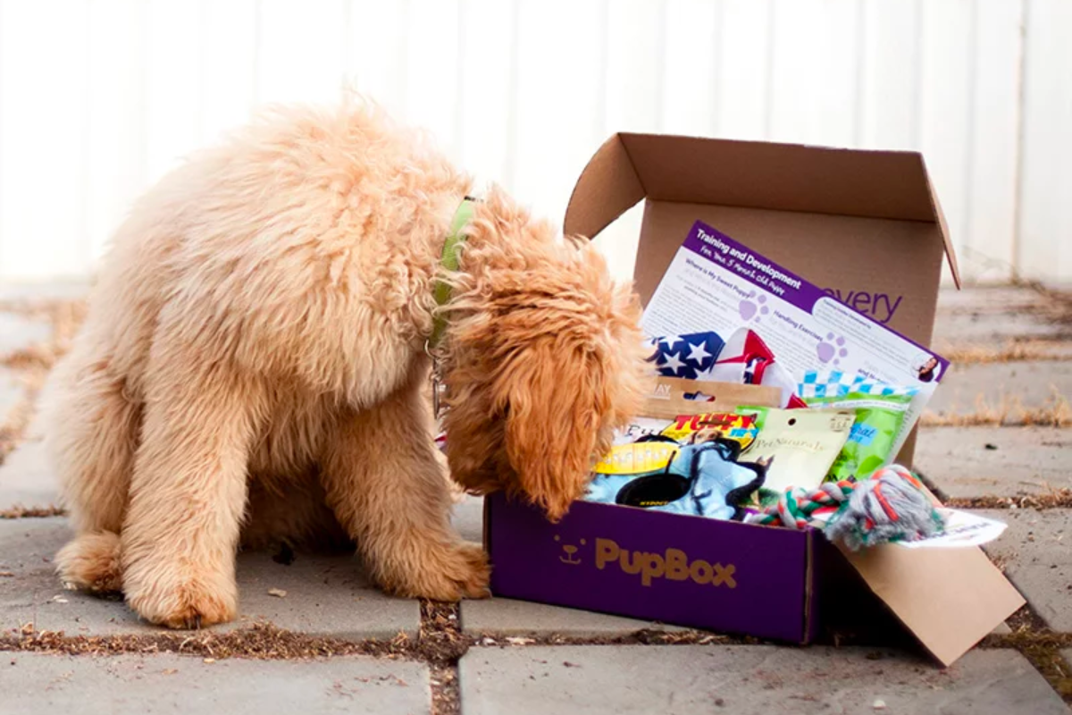 Paws and Reflect: Why Every Fur Parent Needs a Pup Box Now | Critic's ...