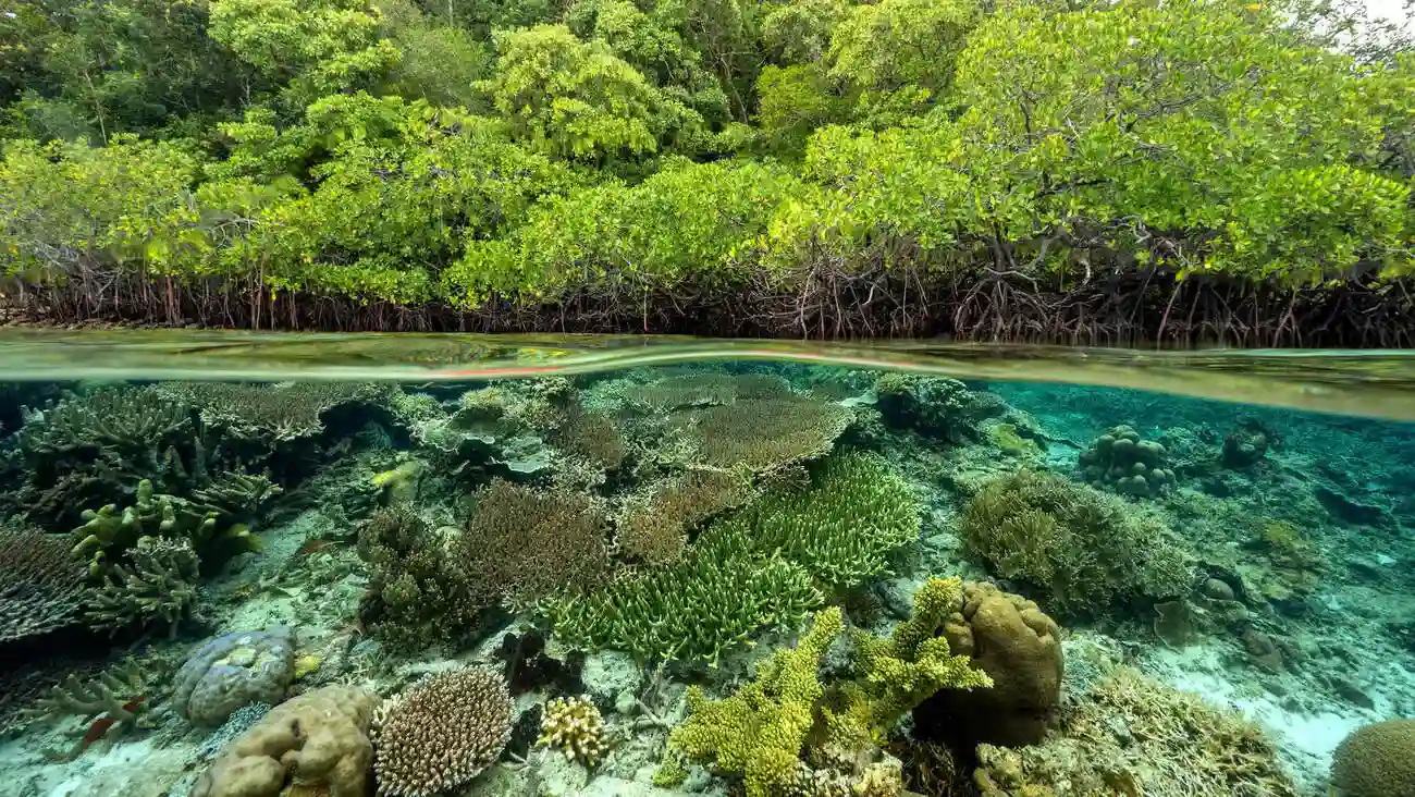 Project Developers - Fair Carbon