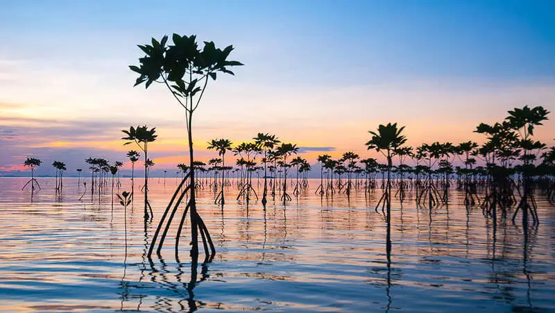 Resources - Fair Carbon