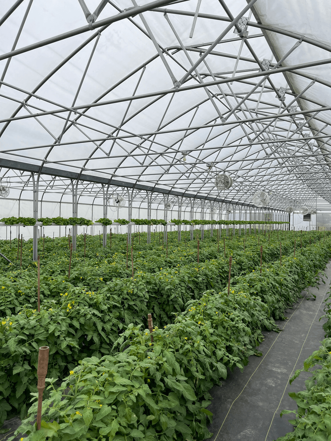 Our Story of The Patch | The Produce Patch | Plainville, Indiana