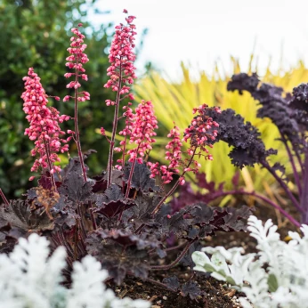 Pacific Landscape Management