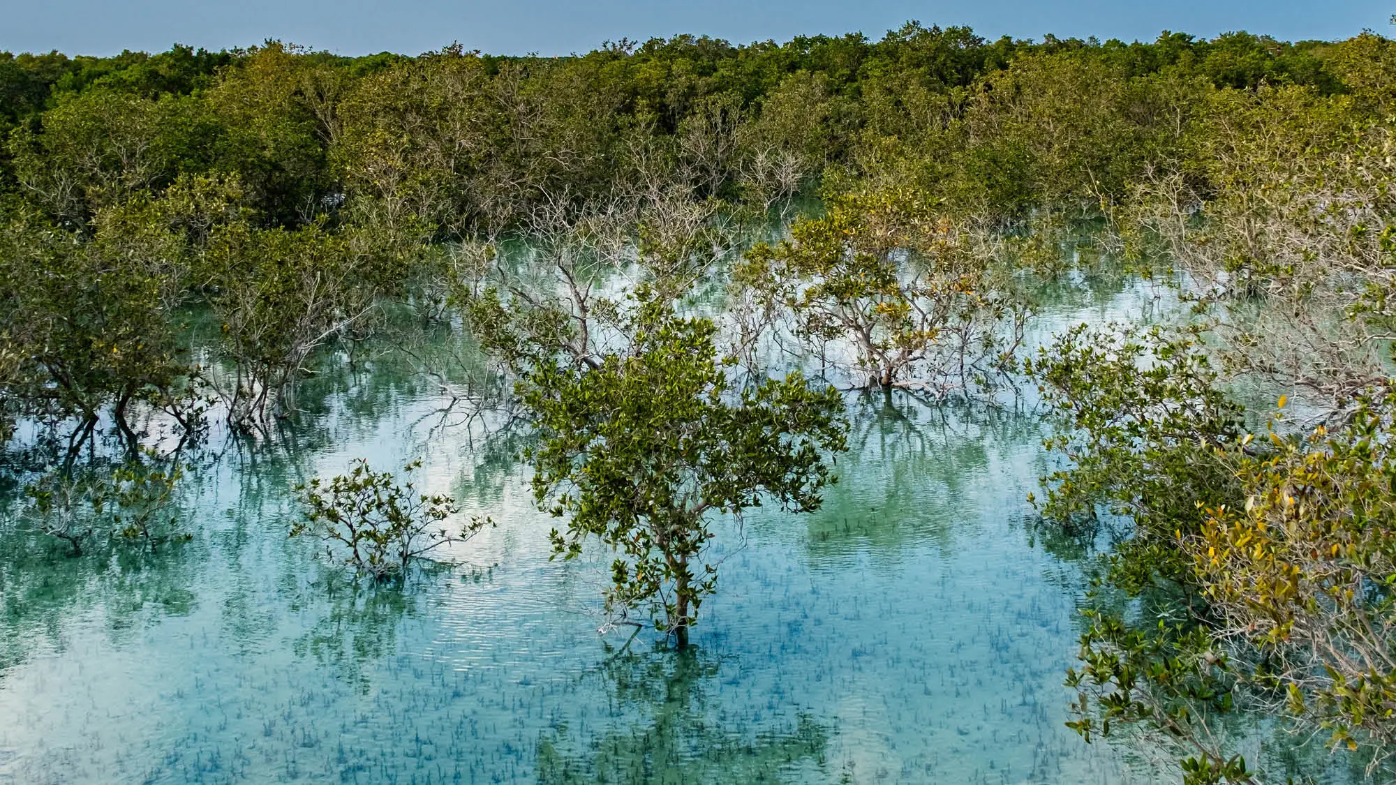 Blue Carbon Project Map - Fair Carbon