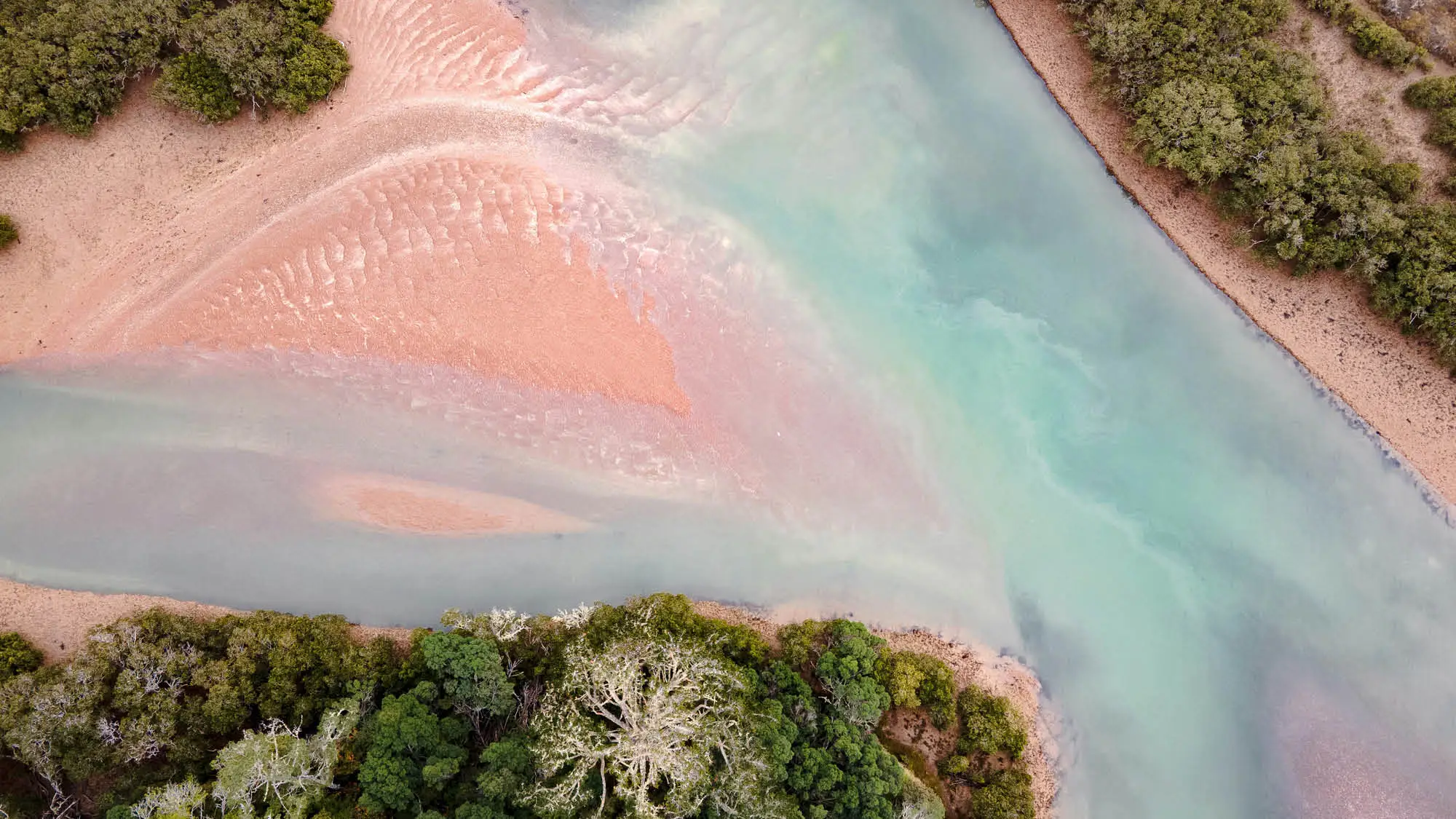 (Beta) Mangrove Biodiversity Tool - Fair Carbon