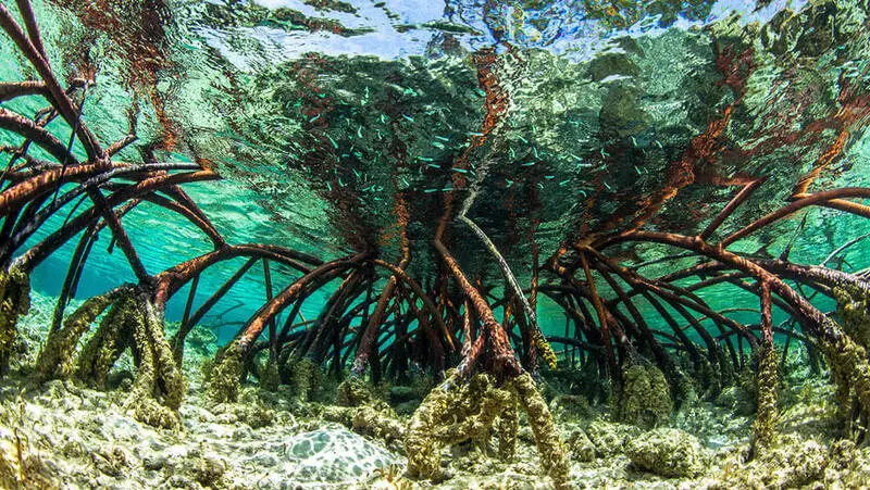 Resources - Fair Carbon