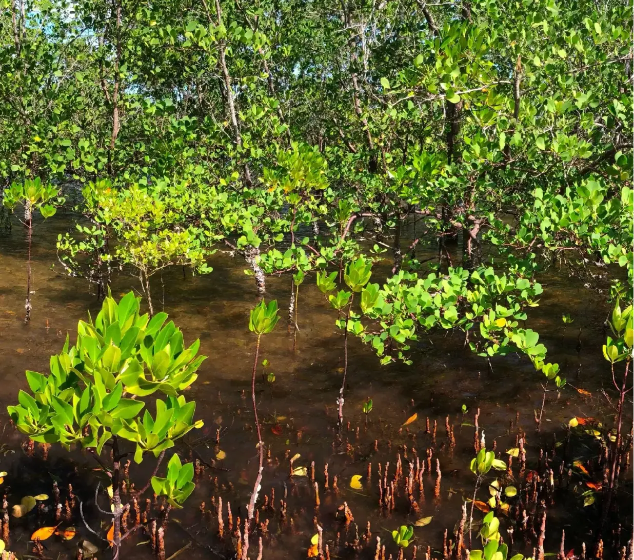 Resources - Fair Carbon