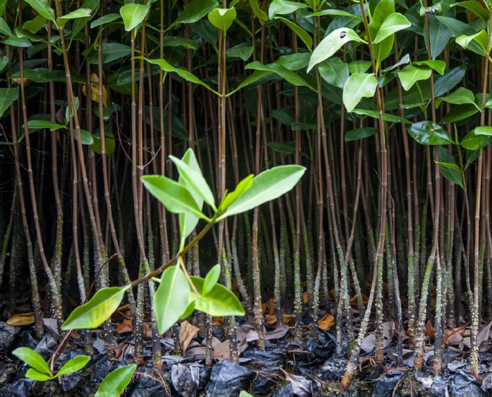 Resources - Fair Carbon