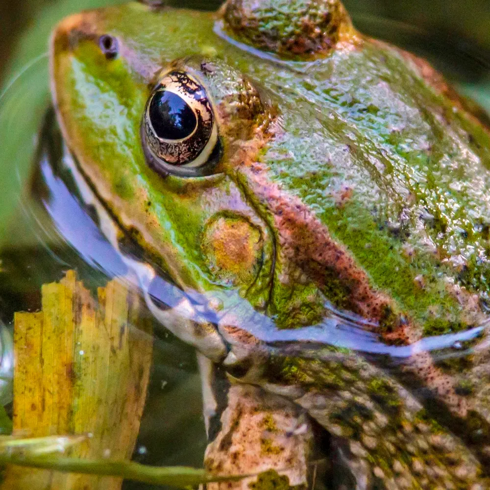 Delivering images with an image proxy