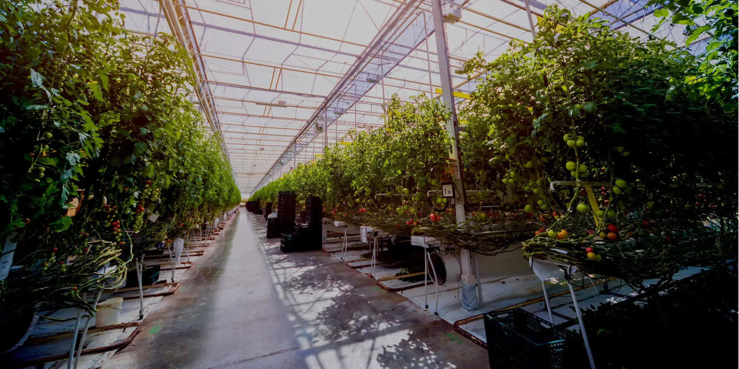 Soil sensors: Key for crop steering and yield control