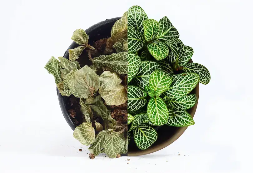 VPD and cannabis: your complete guide