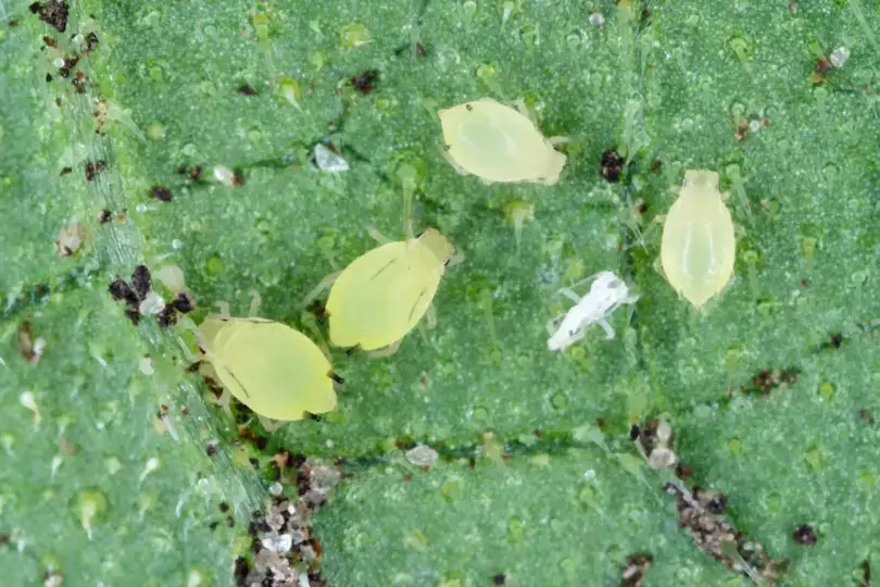 Spot and treat white aphids on cannabis plants