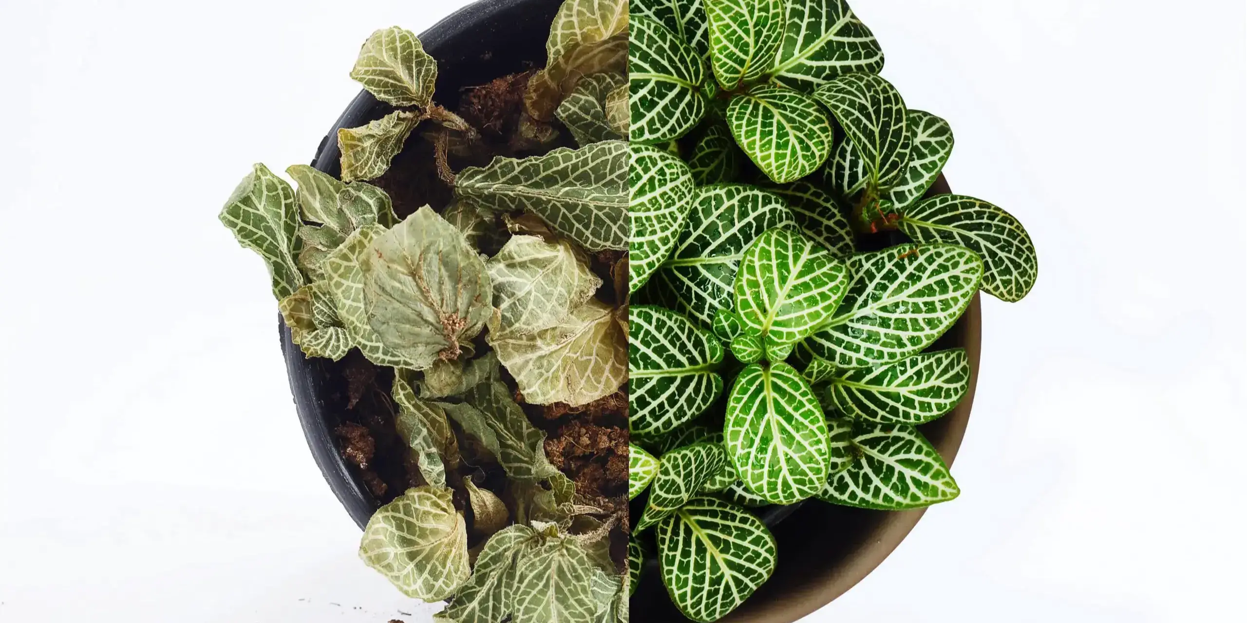 VPD and cannabis: your complete guide