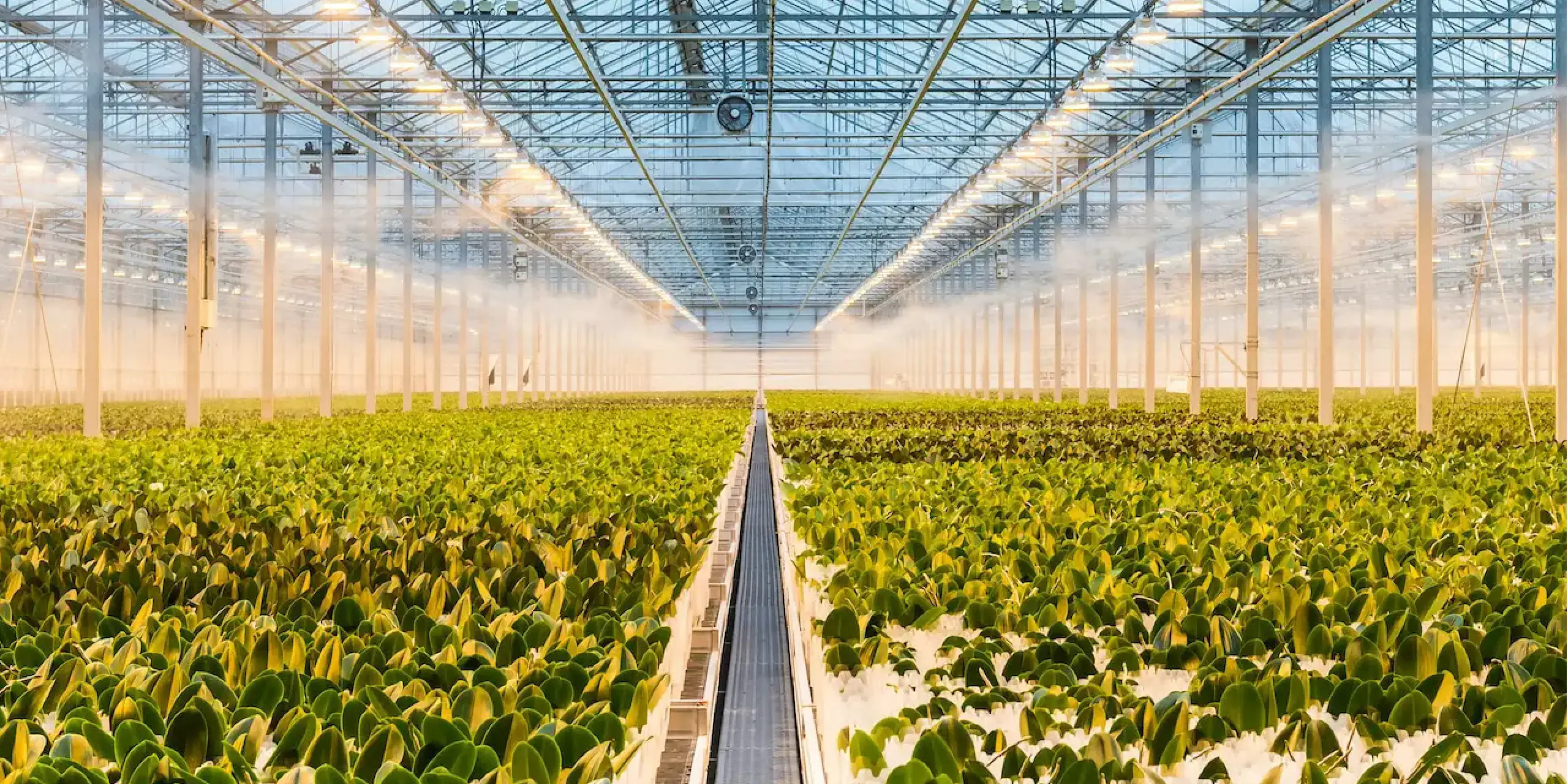 Save on labour and energy: tips for indoor cultivators