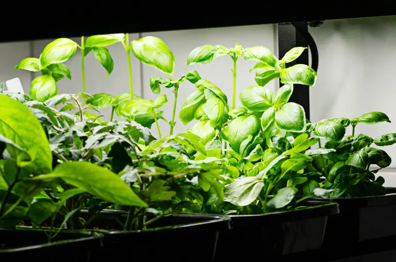 PPFD & DLI Explained: Key to Successful Indoor Planting