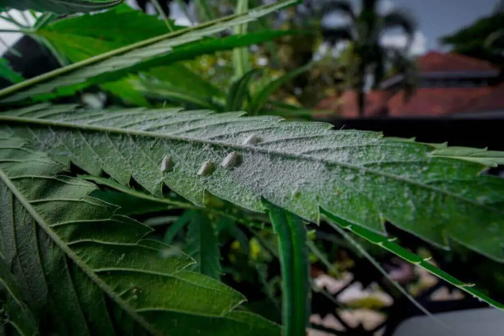 Effective cannabis pest management: your ultimate guide