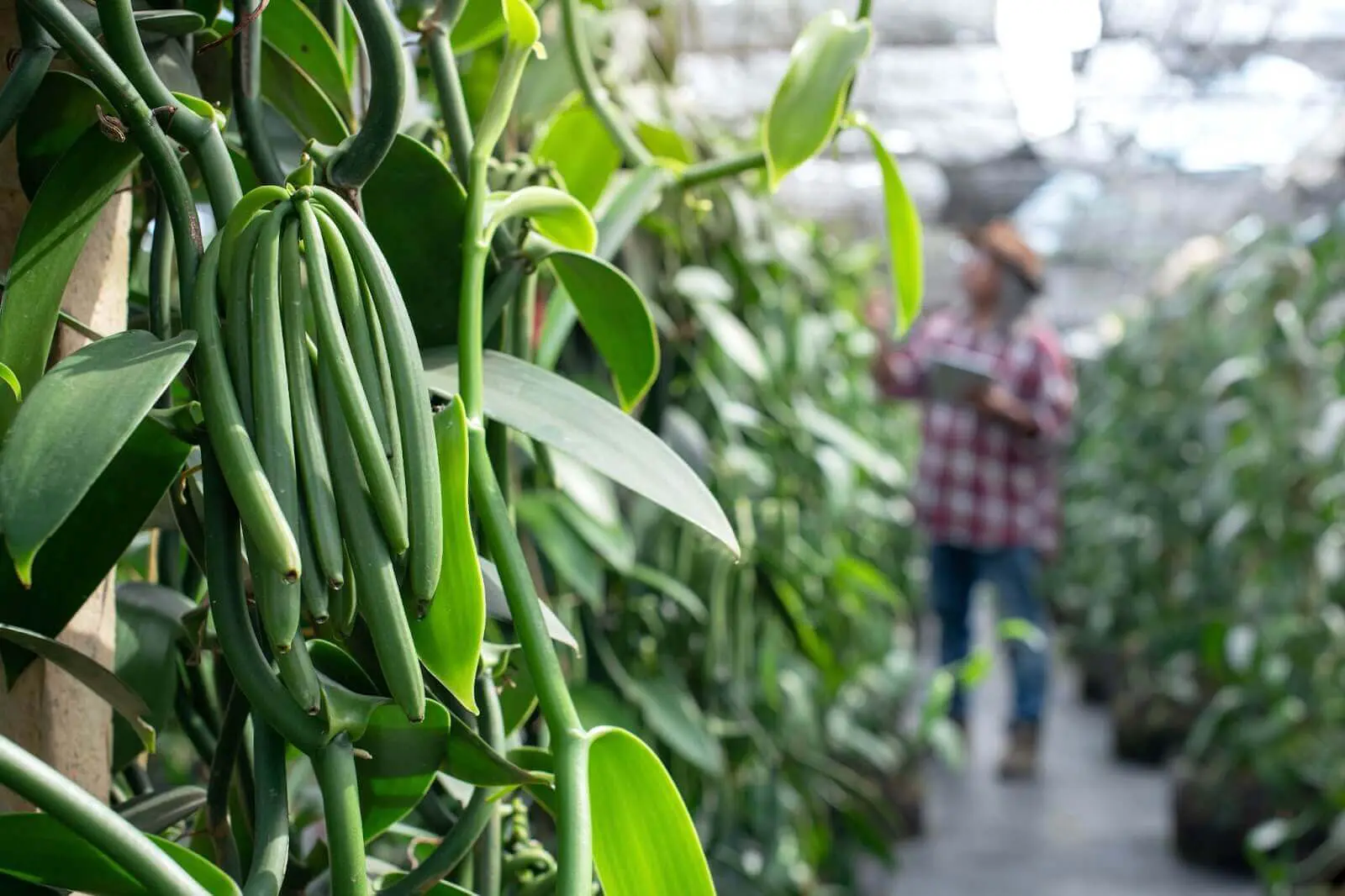 Mastering crop steering: A beginner's guide to growth