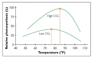 CO2 in flowering stage: The benefits when growing indoors