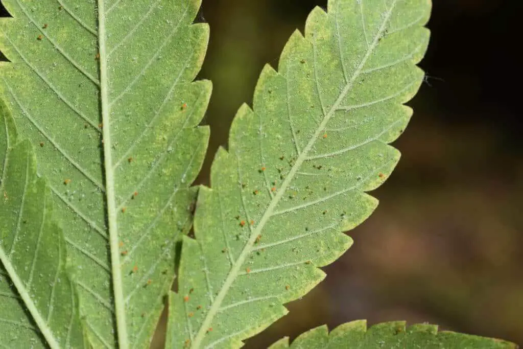 Effective cannabis pest management: your ultimate guide