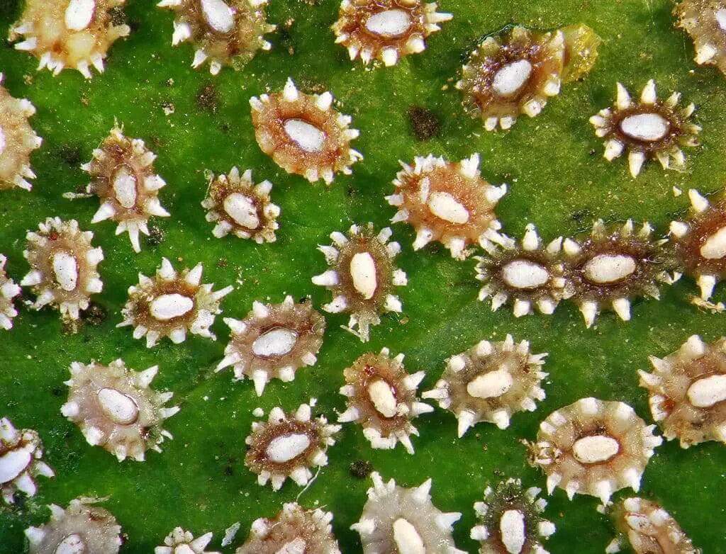 Effective cannabis pest management: your ultimate guide