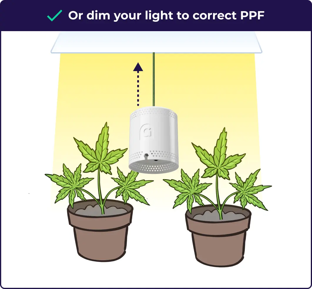 Optimal PPFD levels for cannabis seedlings: Expert tips