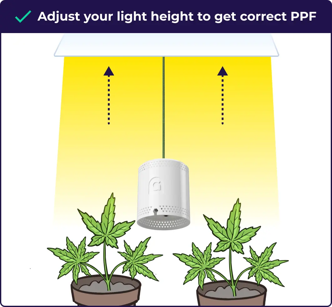 Optimal PPFD levels for cannabis seedlings: Expert tips