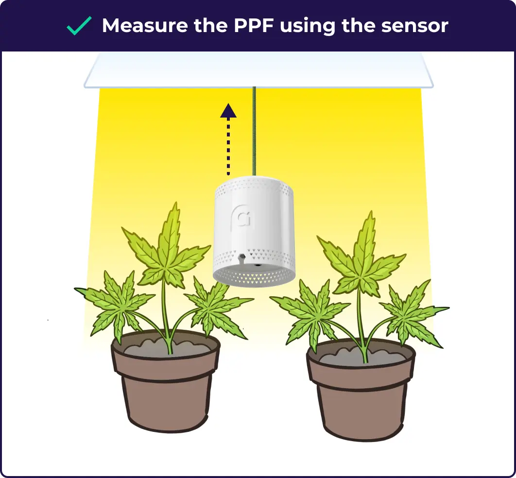 Optimal PPFD levels for cannabis seedlings: Expert tips