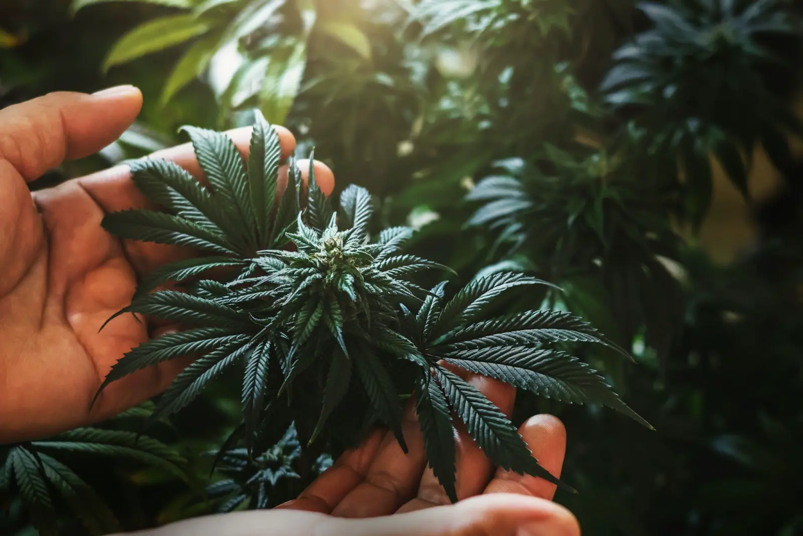 Cannabis leaf curl: causes and solutions