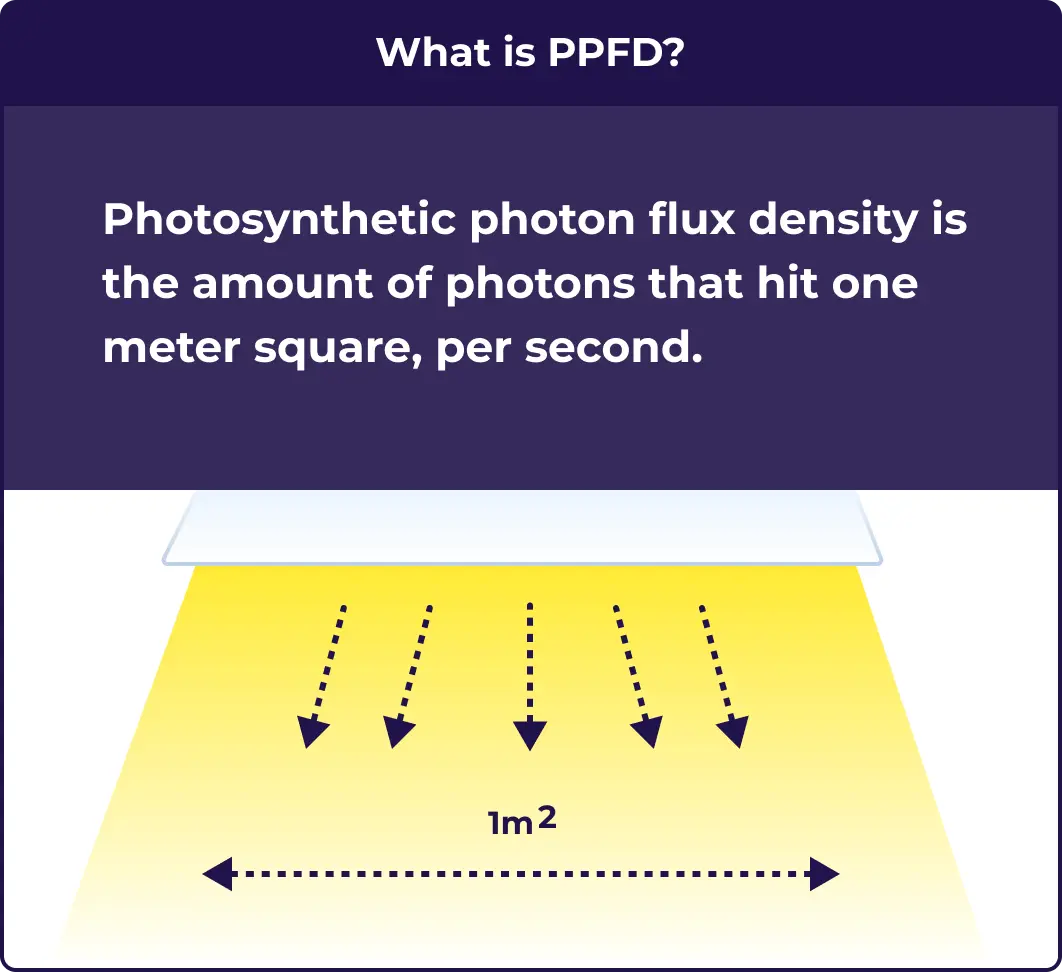 Optimal PPFD for veg stage cannabis growth
