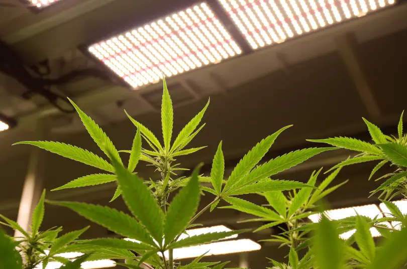 PPFD charts guide for indoor cannabis growth