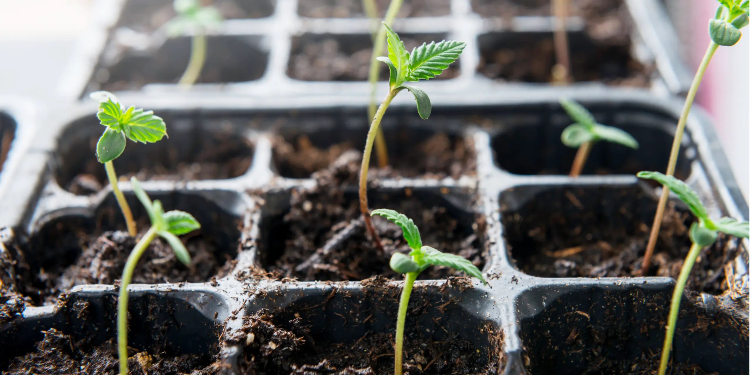 Boost seedling growth: top VPD tips for cannabis
