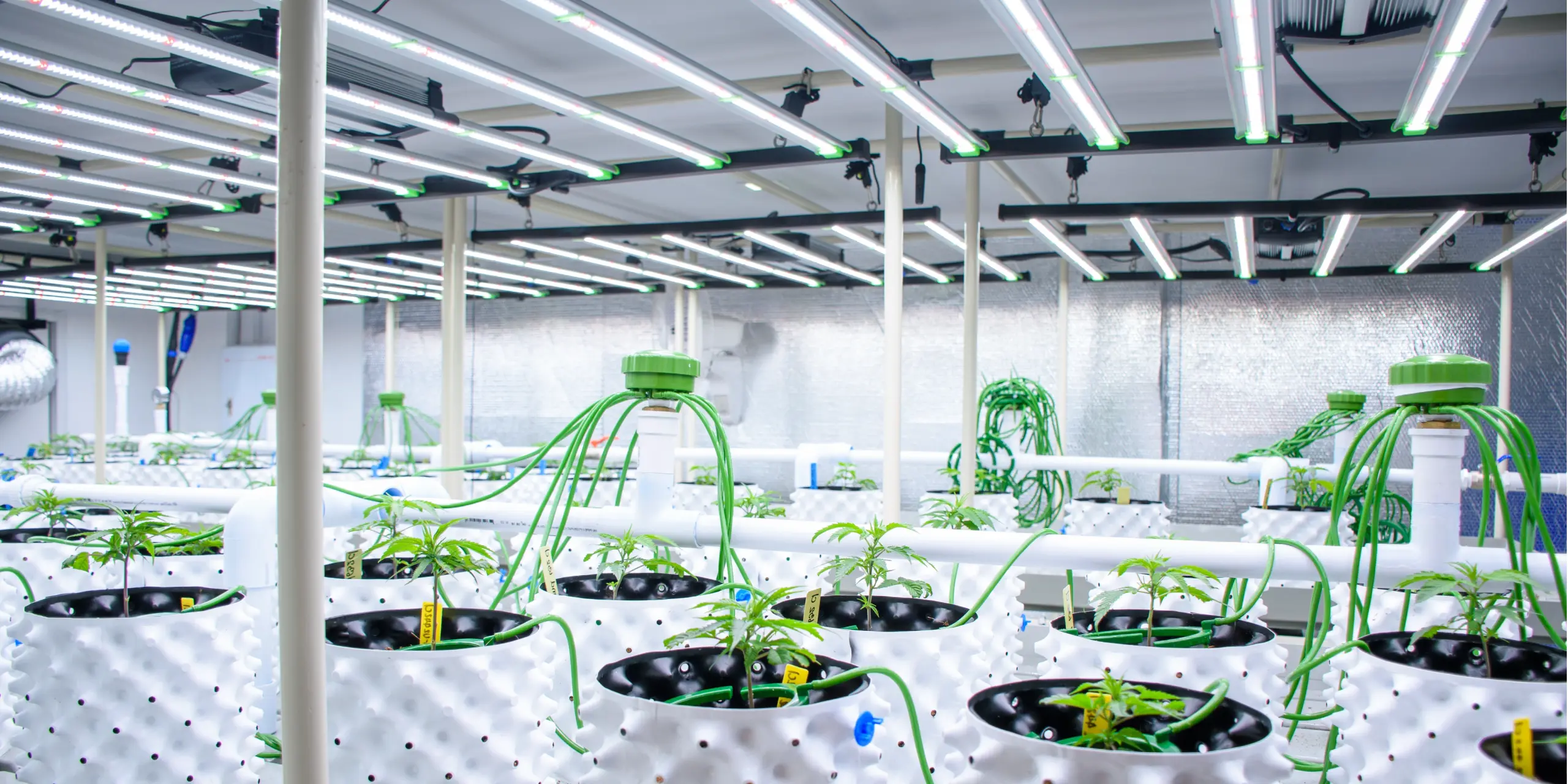 Optimal PPFD for veg stage cannabis growth