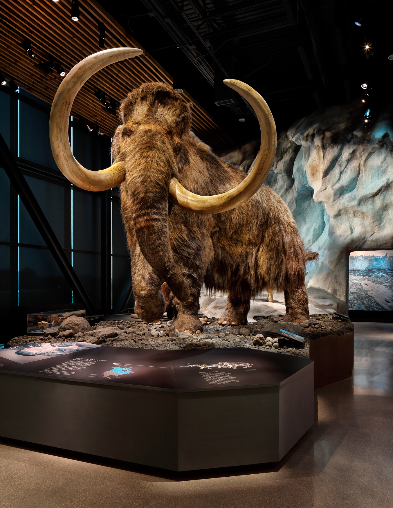 Museum Studio Projects | Bell Museum | University of Minnesota | Falcon ...