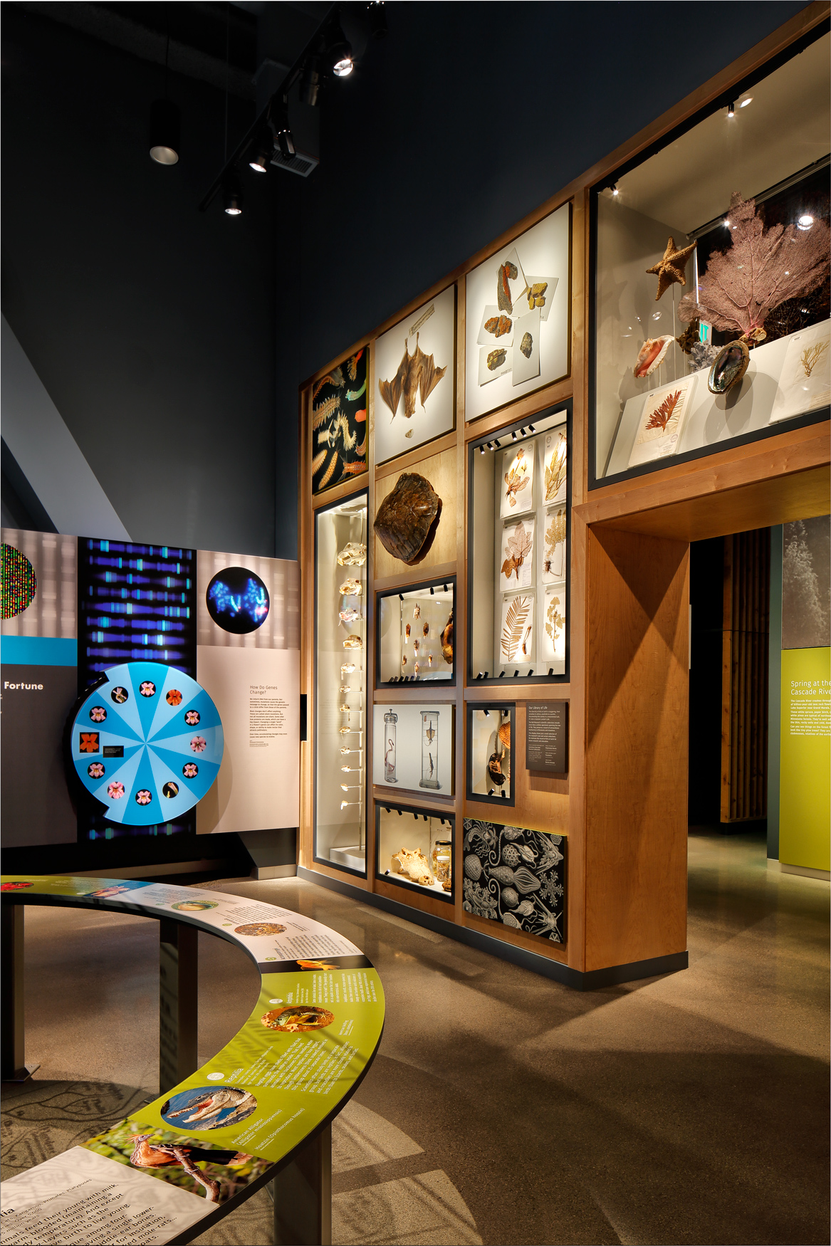 Museum Studio Projects | Bell Museum | University of Minnesota | Falcon ...