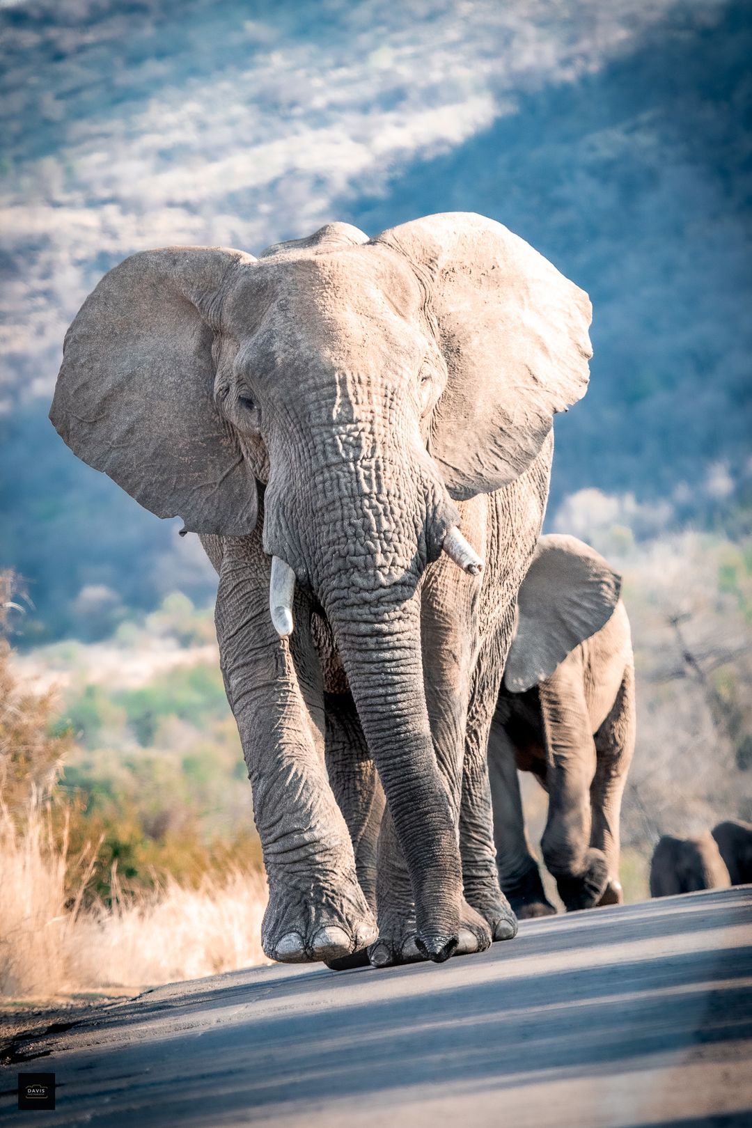 Yehoshua Davis Photography | Simchas | Portraits | Wildlife