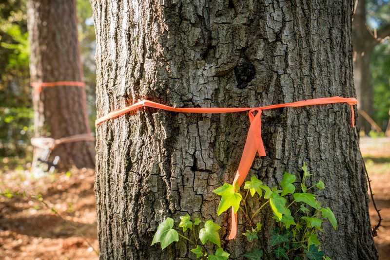 West Tree Service | Professional Tree Care and Emergency Services in ...