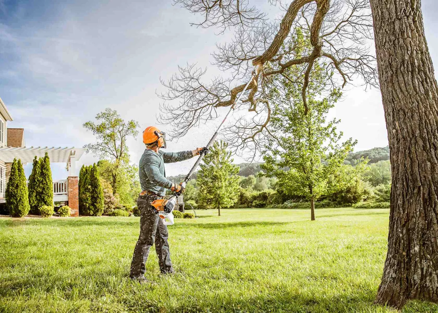 Tree Services Santa Barbara | Tree Maintenance | Branch Out Tree Care