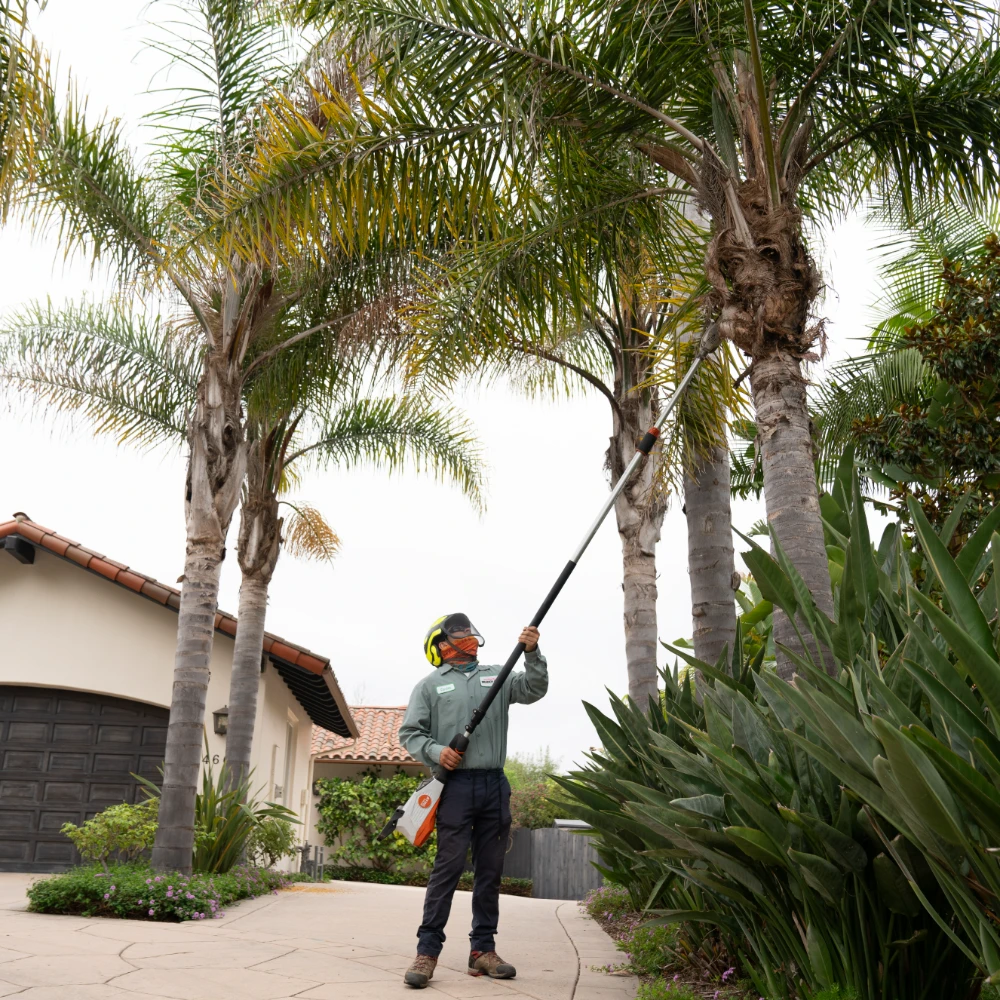 Tree Services Santa Barbara | Tree Maintenance | Branch Out Tree Care