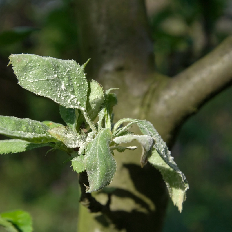 Powdery Mildew Treatment Santa Barbara | Branch Out Tree Care