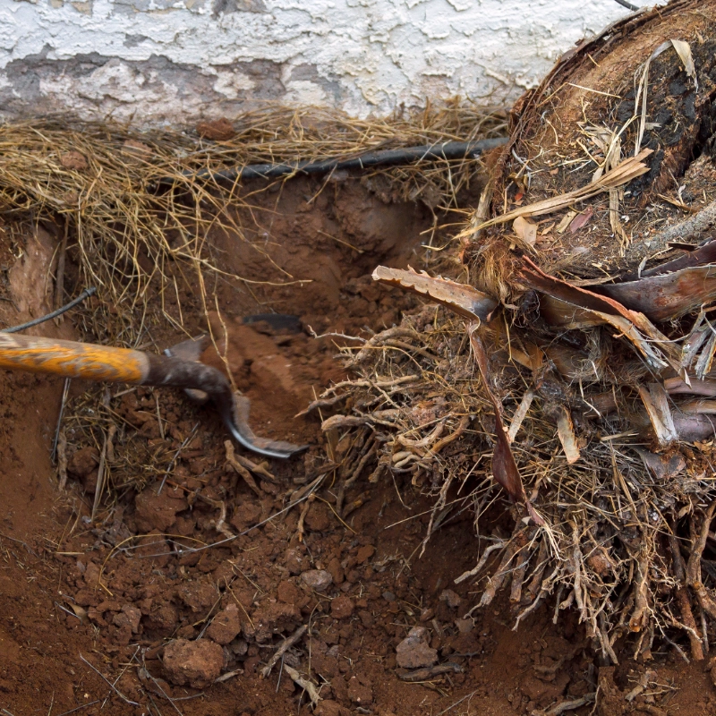 Palm Tree Stump Removal Santa Barbara | Branch Out Tree Care