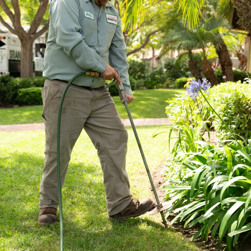 Plant Health Care Santa Barbara | PHC | Branch Out Tree Care