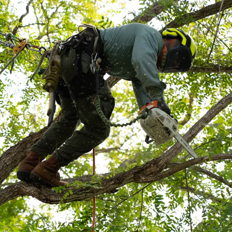 Residential Tree Services Santa Barbara | Branch Out Tree Care