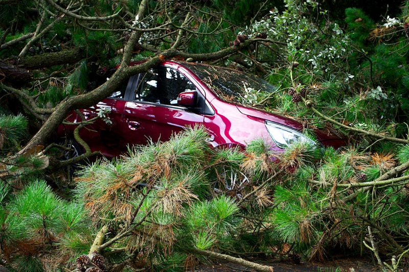 Who is responsible for fallen tree removal?