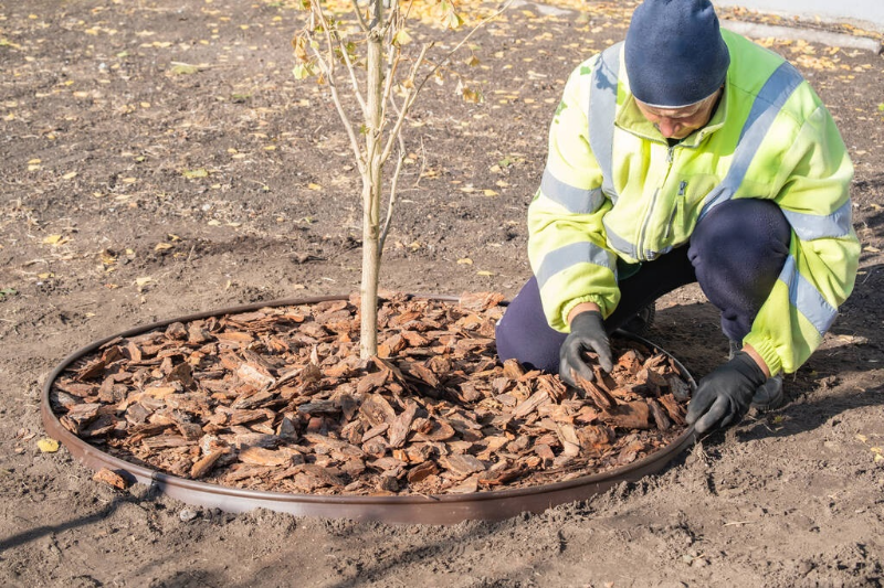 How to create a tree care plan for different seasons