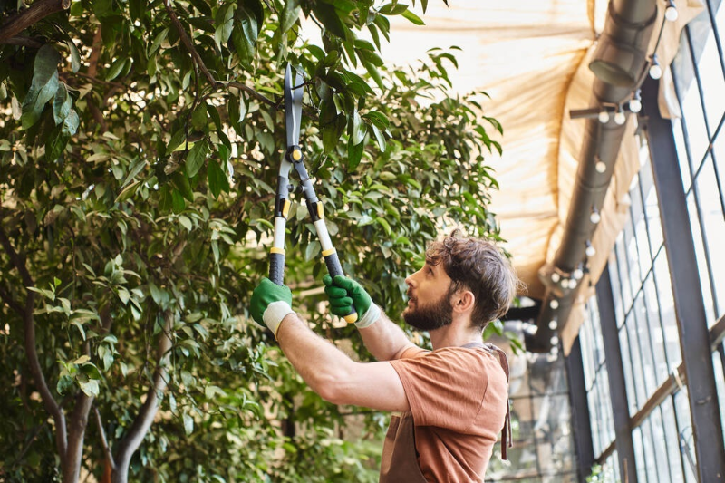 How to create a tree care plan for different seasons