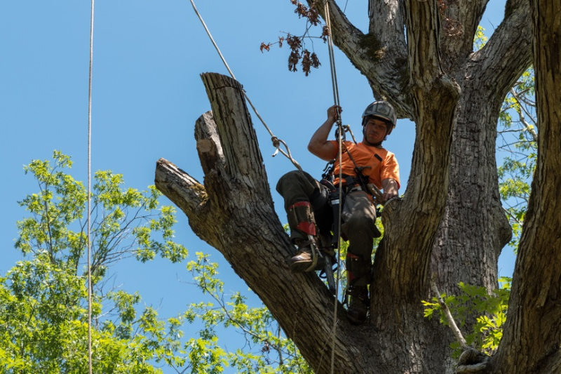 How to create a tree care plan for different seasons
