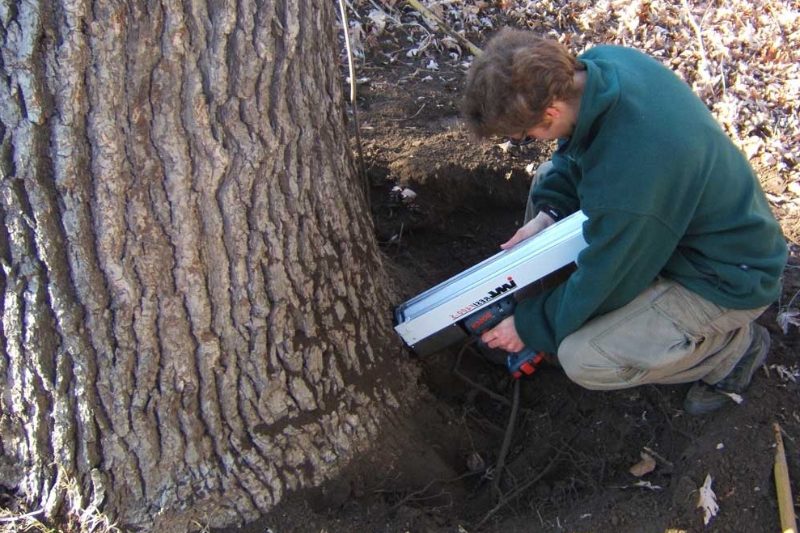 The importance of professional tree risk assessments