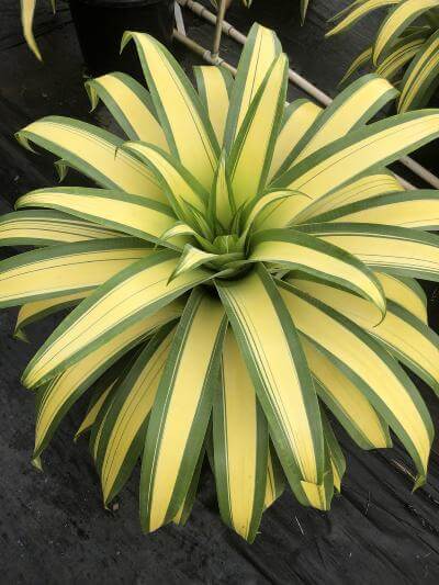 Bromeliads | Fantastic Gardens Hawaii