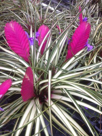 Bromeliads | Fantastic Gardens Hawaii