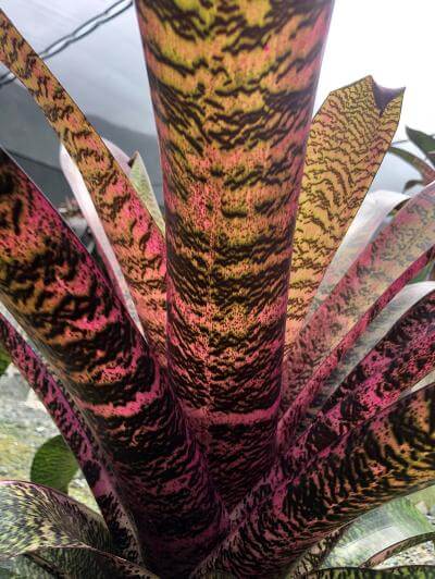 Vriesea Hybrid Crouching Tiger | Fantastic Gardens Hawaii