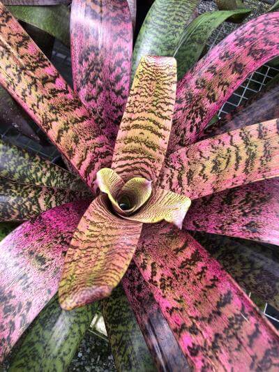 Vriesea Hybrid Crouching Tiger | Fantastic Gardens Hawaii